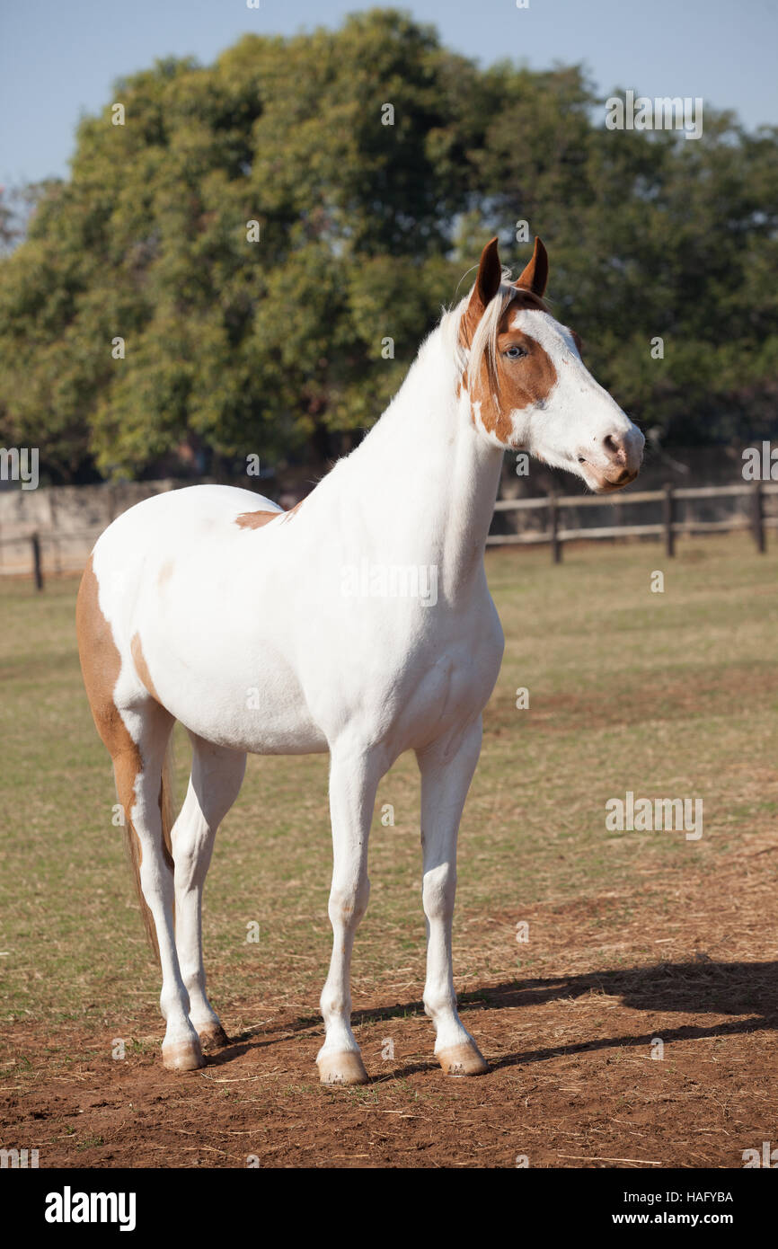 Stables open day hi-res stock photography and images - Alamy