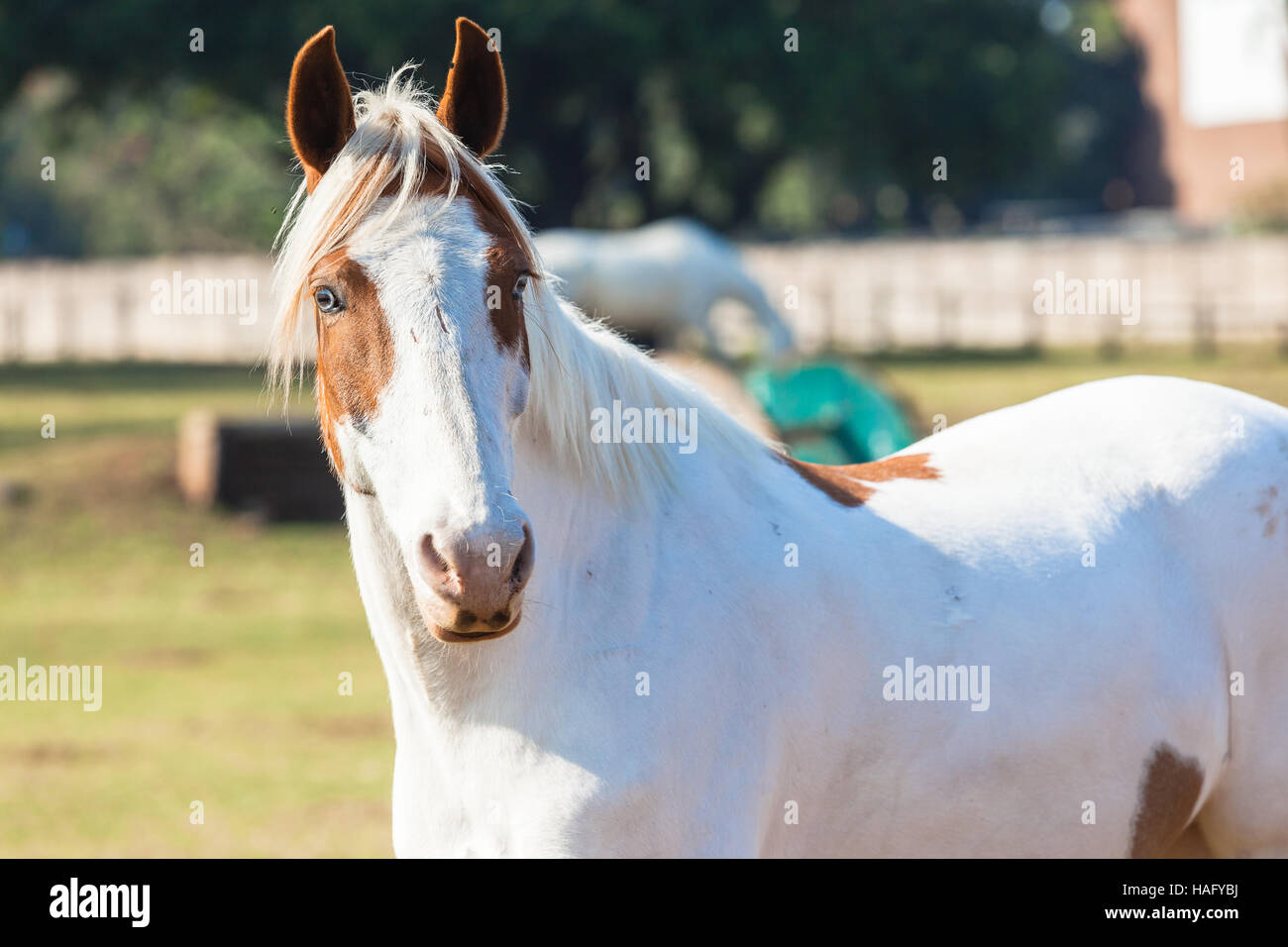 Horses pony's in open stable fields summers day Stock Photo - Alamy
