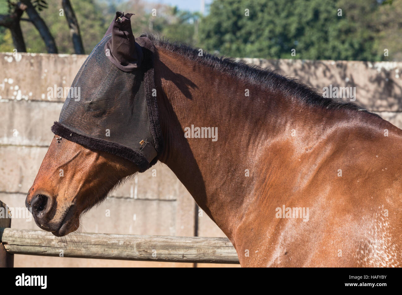 Horses pony's in open stable fields summers day Stock Photo - Alamy
