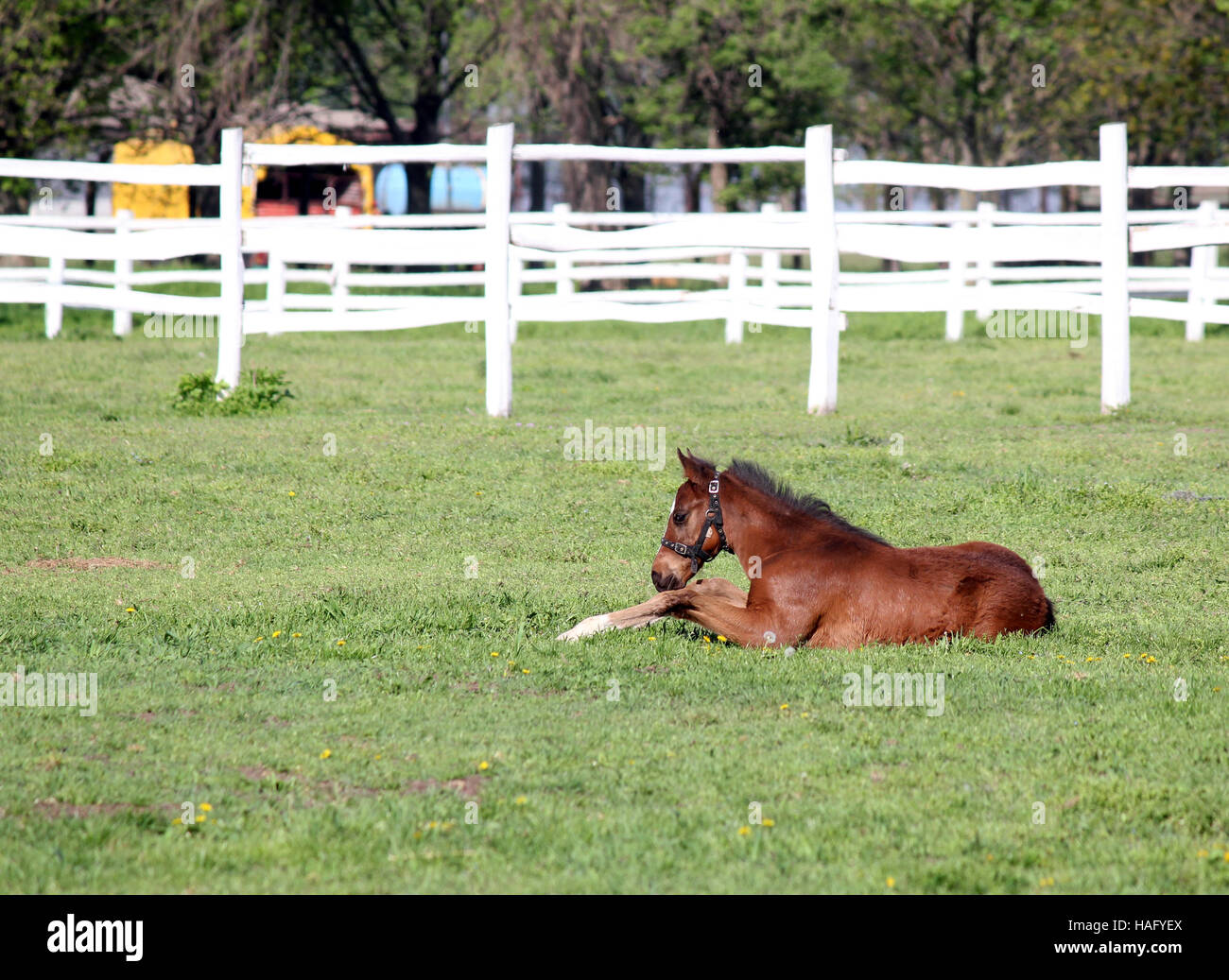 Corral brown hi-res stock photography and images - Alamy