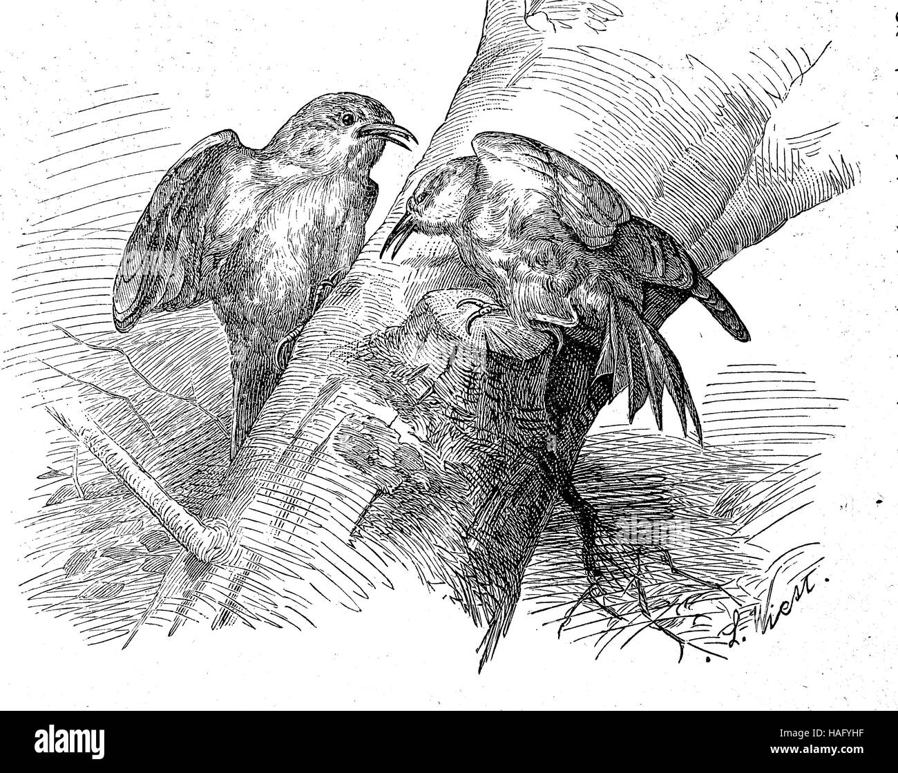 The Eurasian treecreeper or common treecreeper, Certhia familiaris is a ...