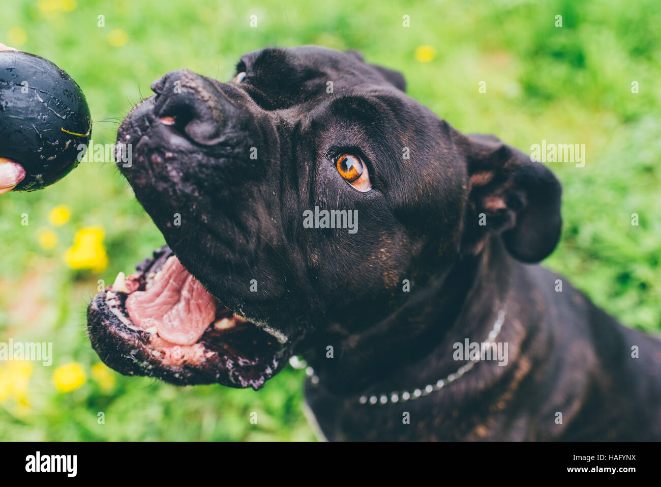 Close up on the hand of young woman holding a ball, playing fetch with ...