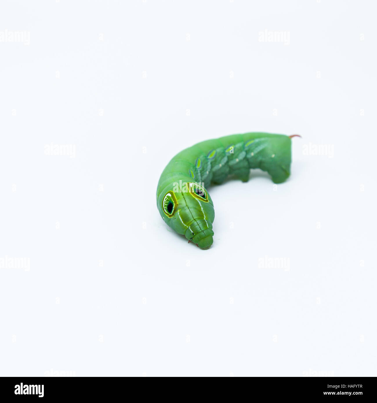 Butterfly caterpillar face close up hi-res stock photography and images ...