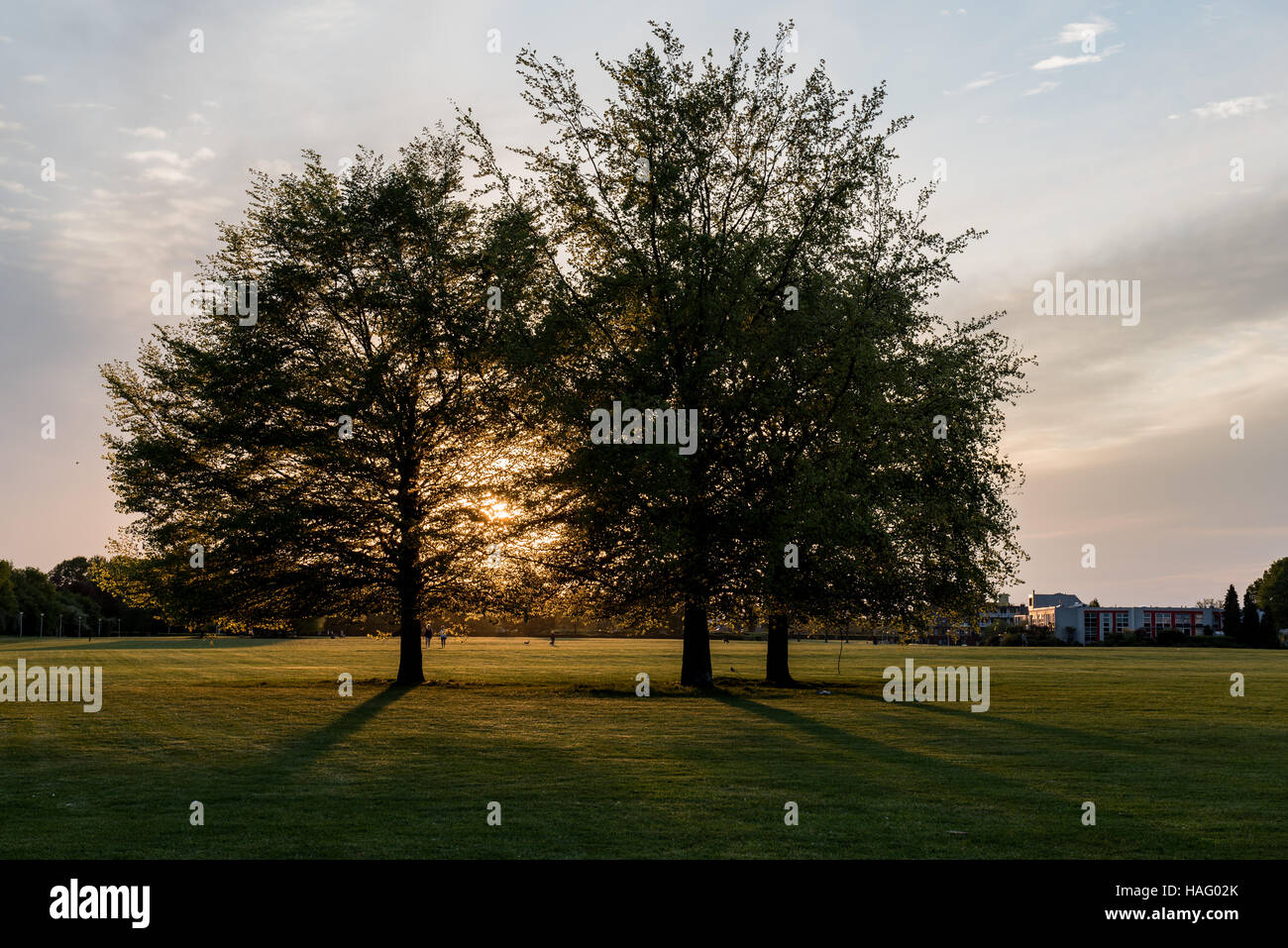 Park with sunset Stock Photo - Alamy
