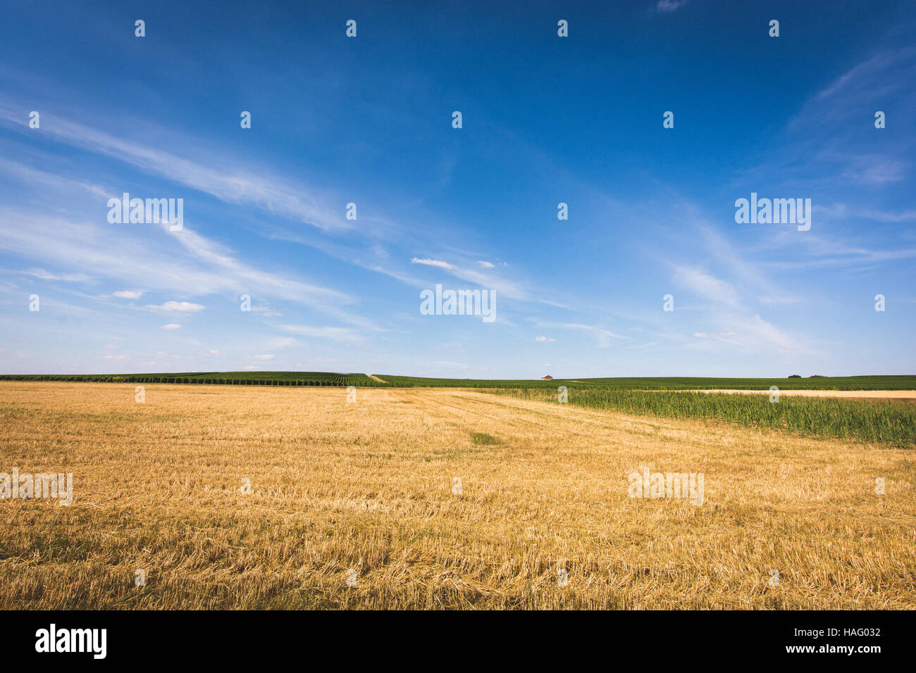 wheatfield in France with blue sky Stock Photo - Alamy