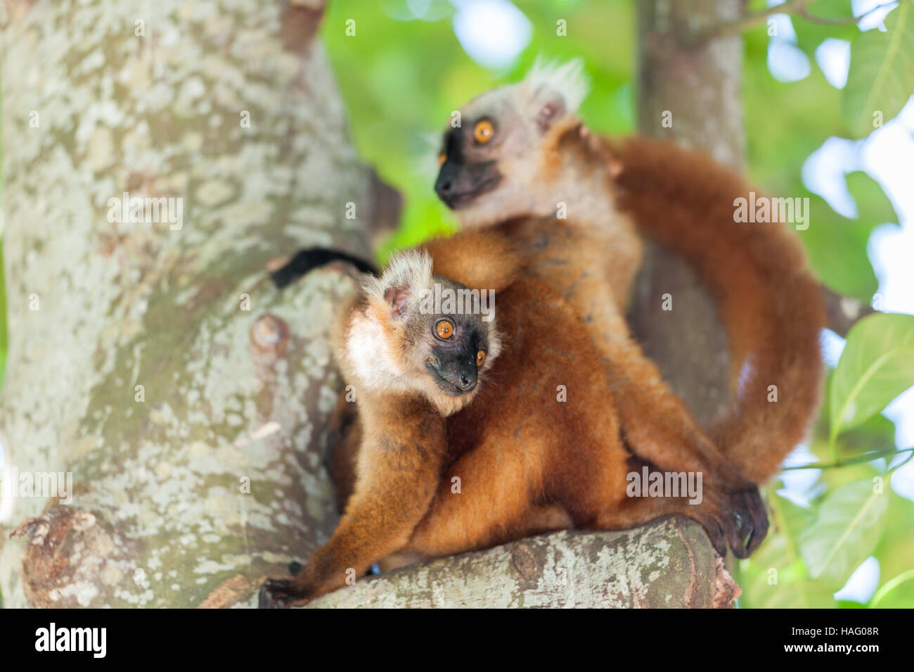 Madagascar, Lemur mother and baby Stock Photo - Alamy