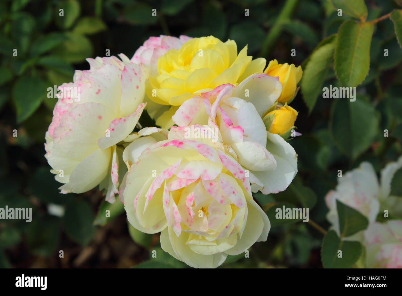 yellow rose flower Stock Photo - Alamy