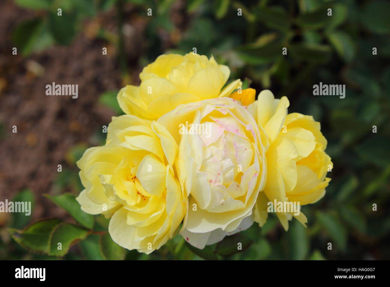 yellow rose flower Stock Photo - Alamy