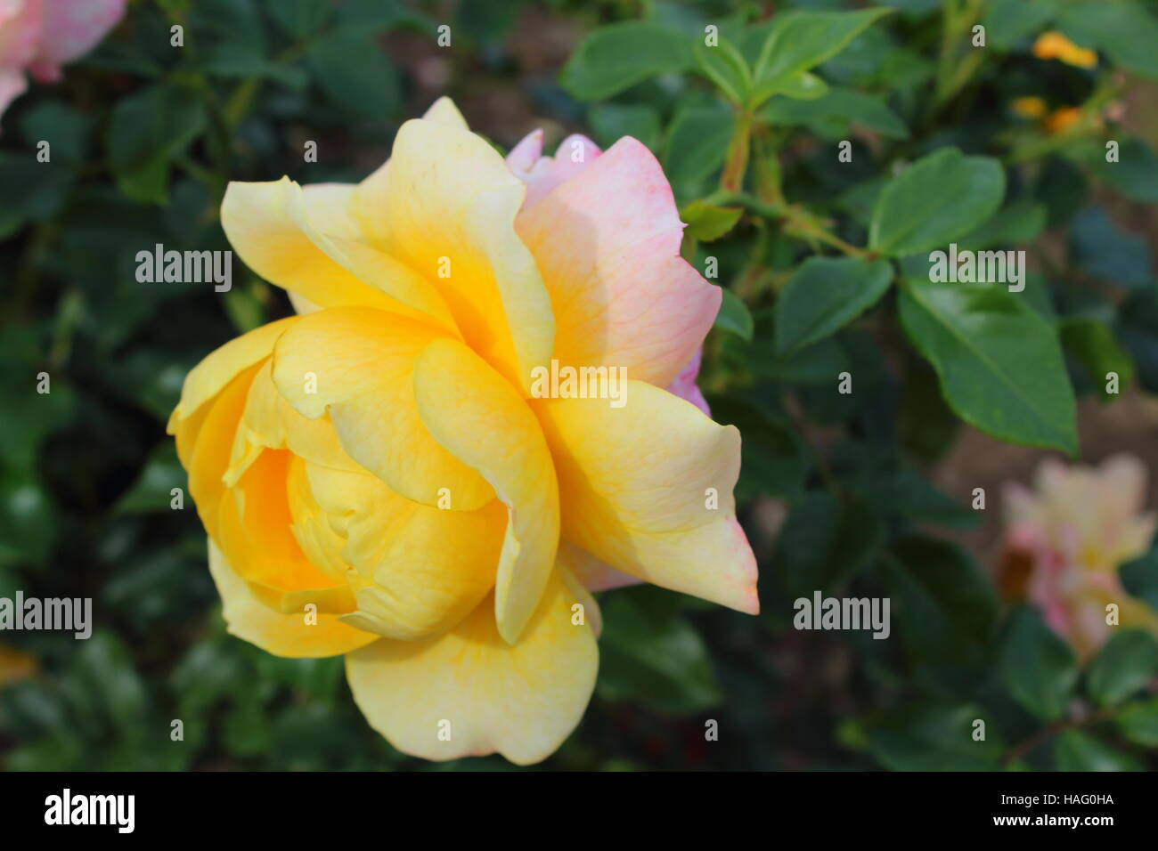 yellow rose flower Stock Photo - Alamy