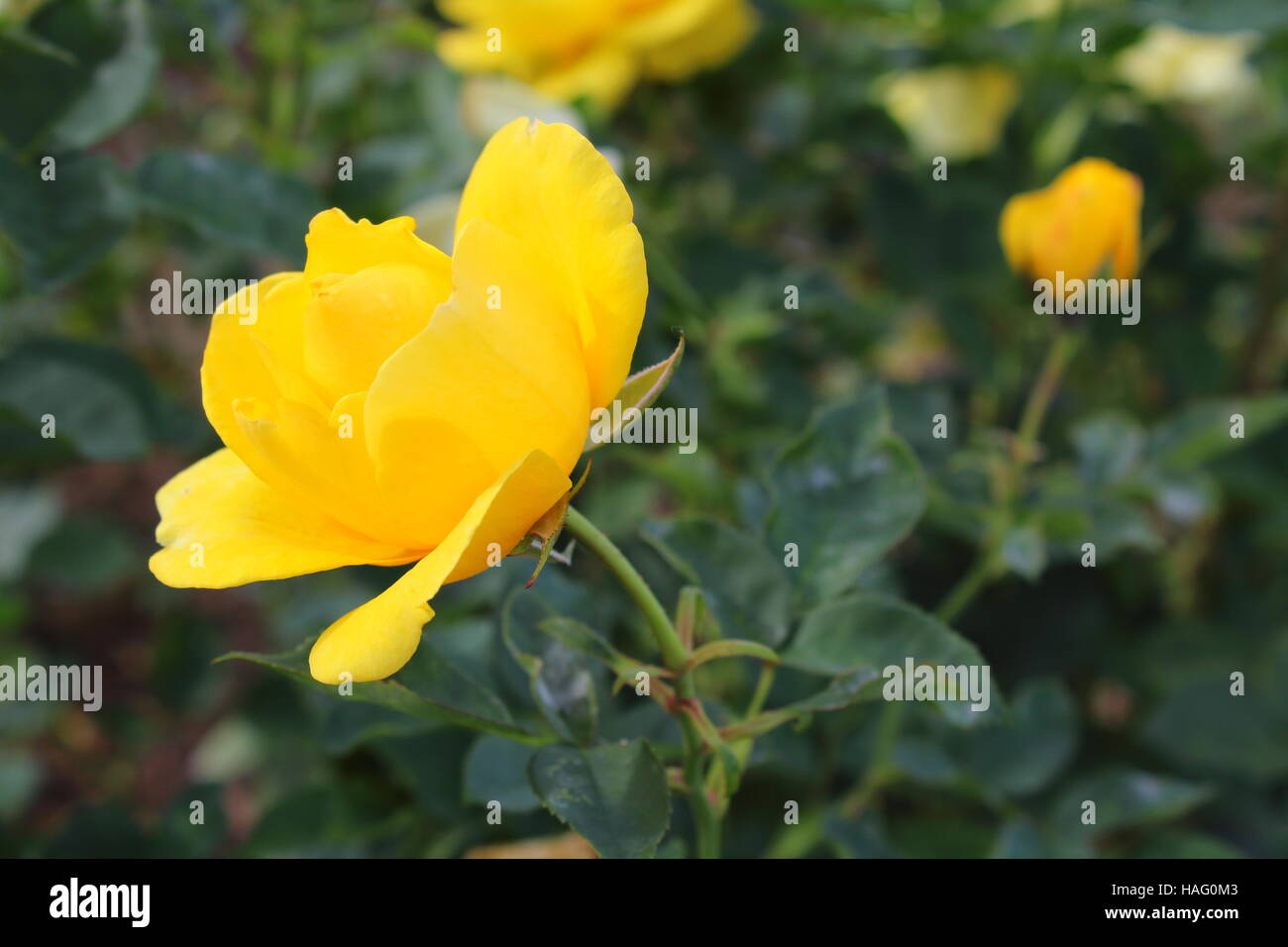 yellow rose flower Stock Photo - Alamy