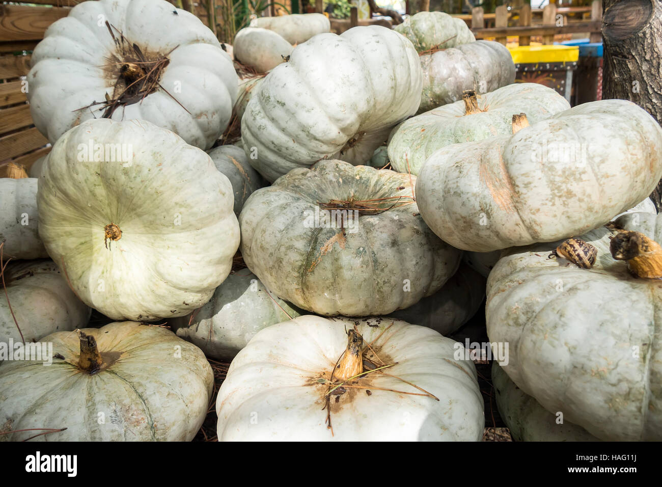Small wonder squash hi-res stock photography and images - Alamy