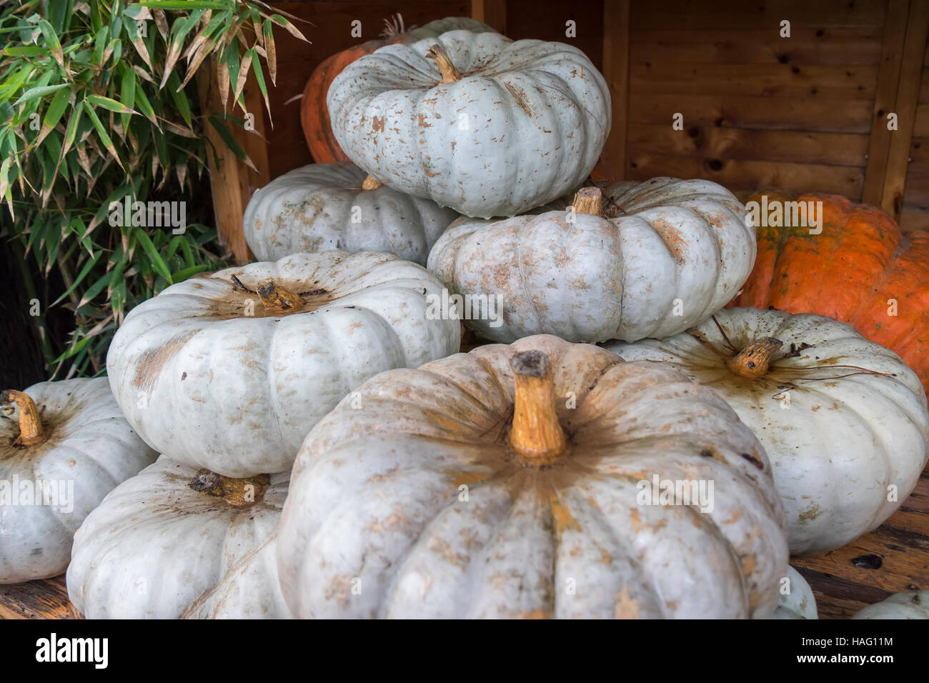 Small wonder squash hi-res stock photography and images - Alamy