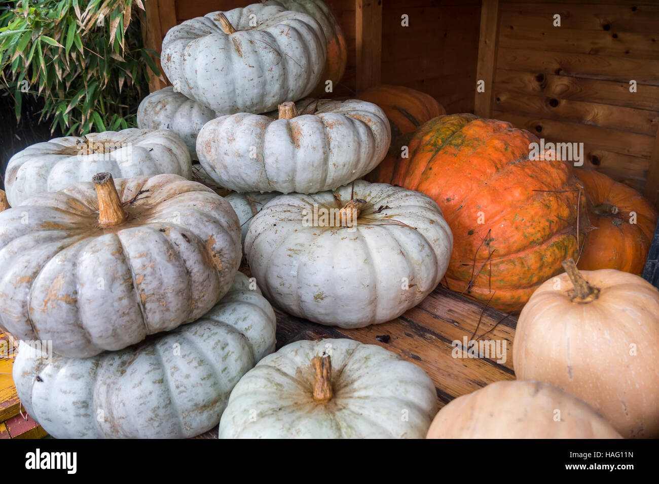 Small wonder squash hi-res stock photography and images - Alamy