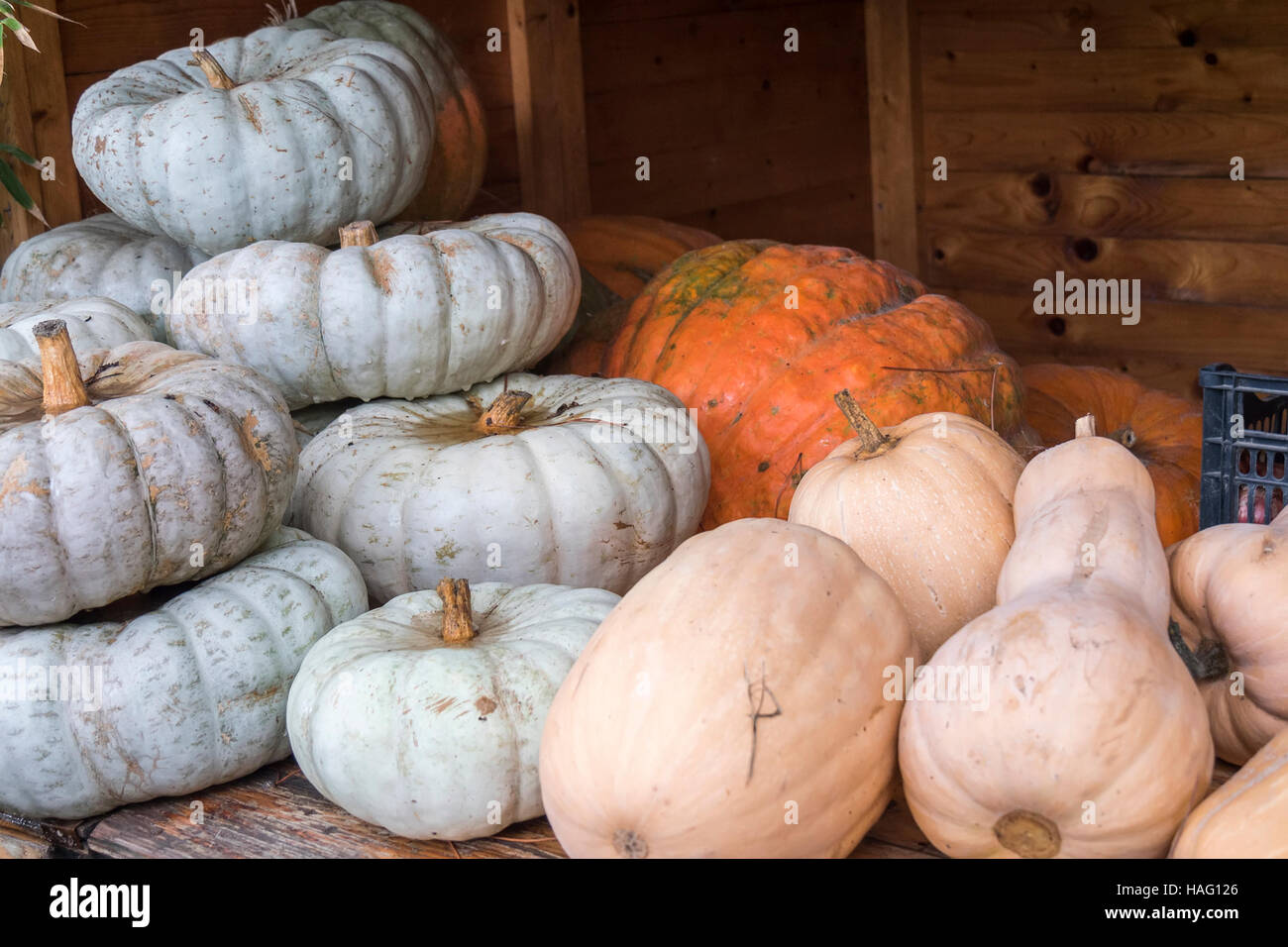 Small wonder squash hi-res stock photography and images - Alamy