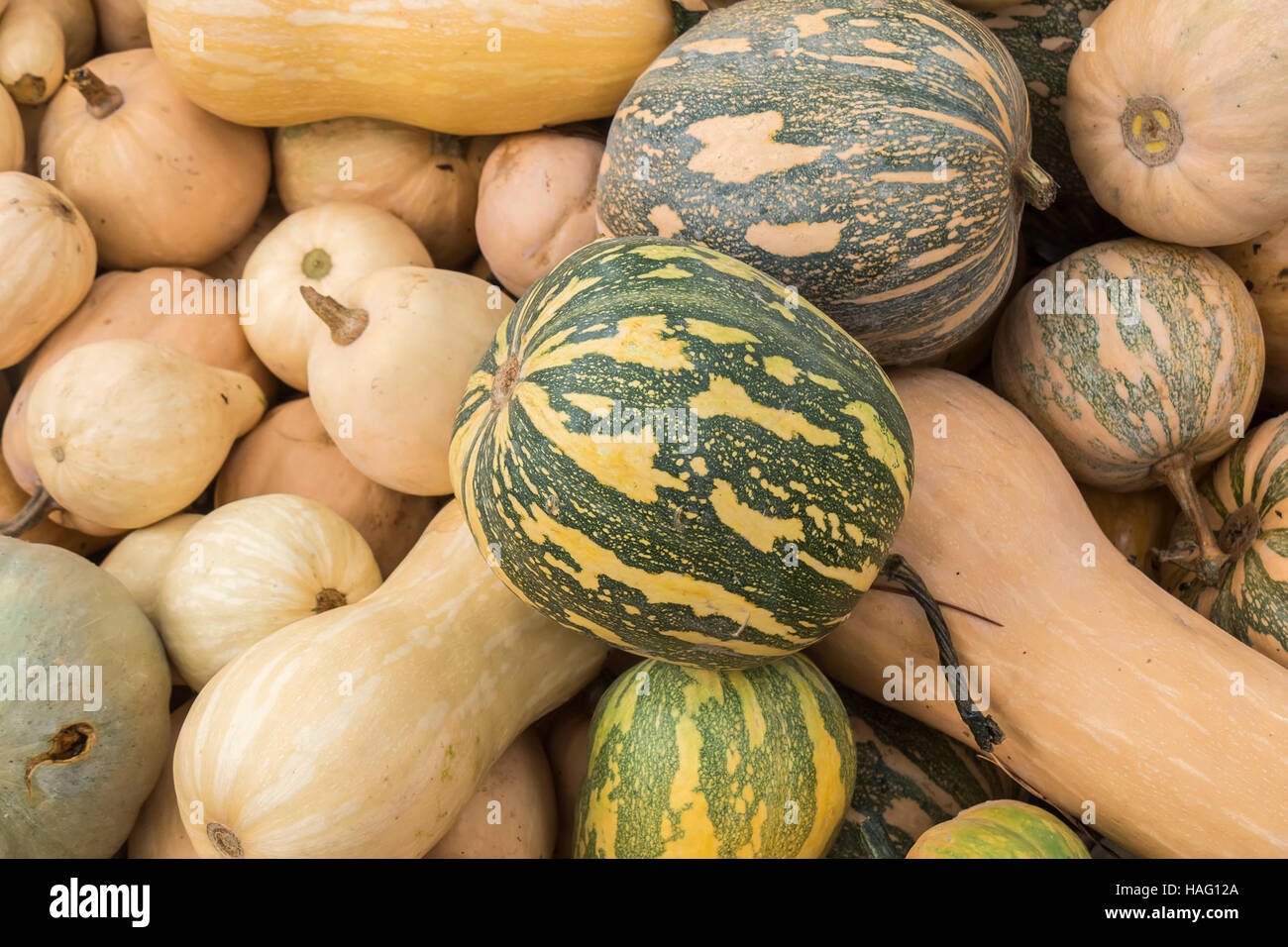 Cucurbita argyrosperma hi-res stock photography and images - Alamy
