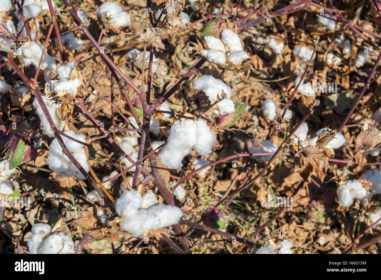 Cotton Plant Ready to Harvest Stock Photo - Alamy