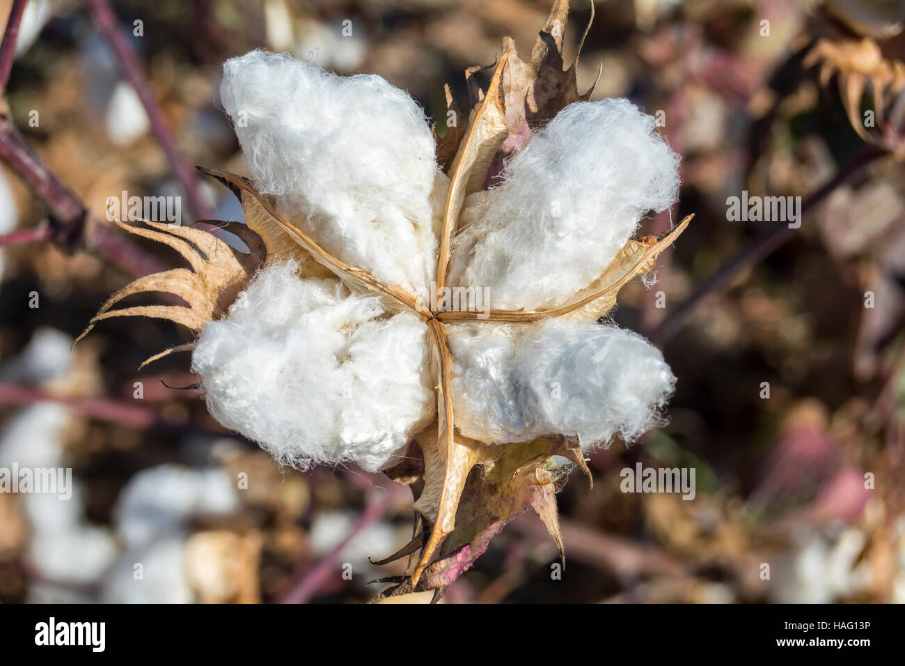 Cotton Plant Ready to Harvest Stock Photo - Alamy