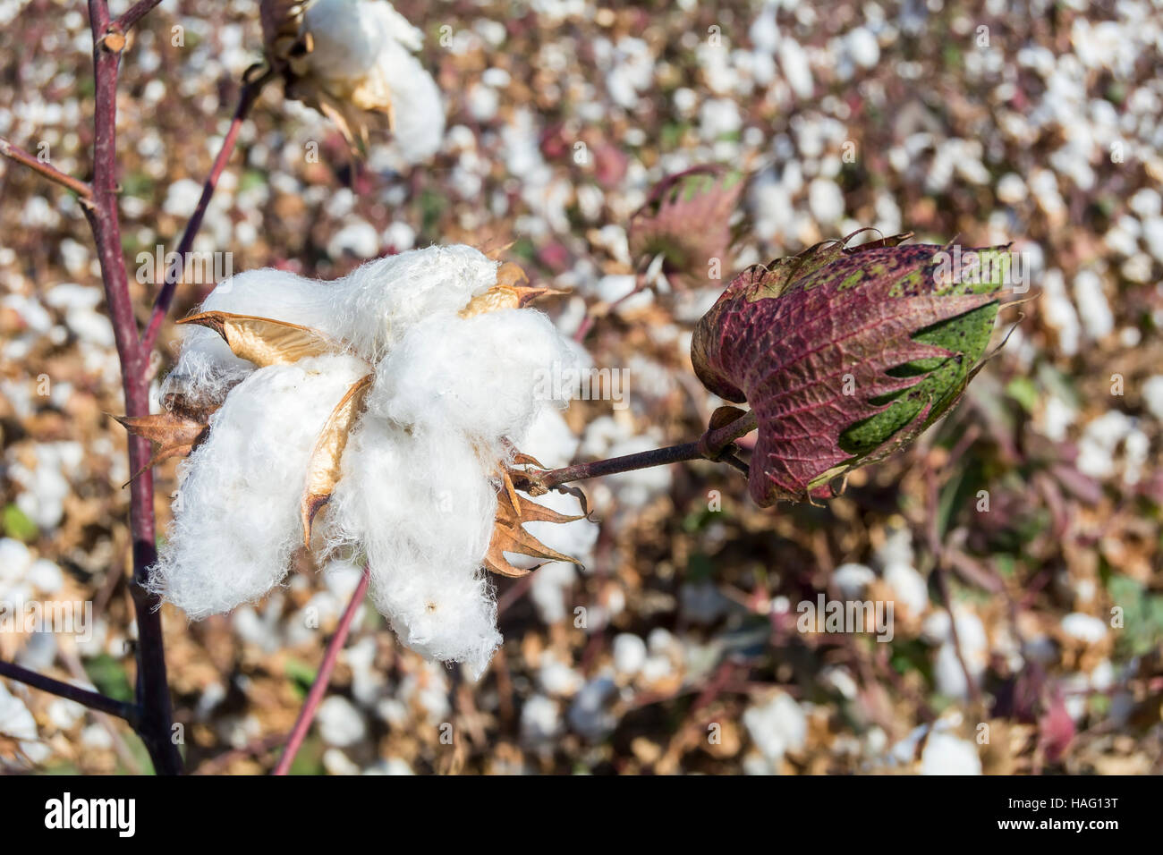 Cotton Plant Ready to Harvest Stock Photo - Alamy