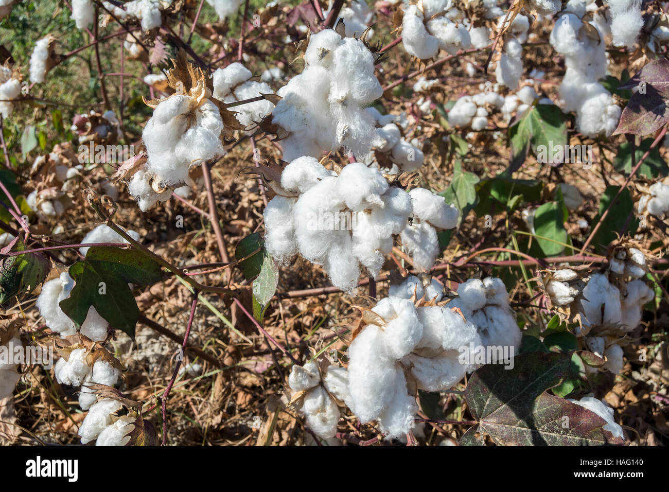Cotton Plant Ready to Harvest Stock Photo - Alamy