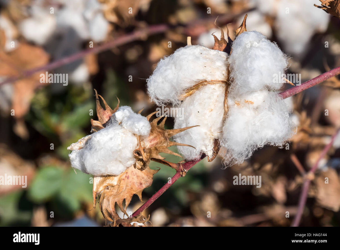 Cotton Plant Ready to Harvest Stock Photo - Alamy