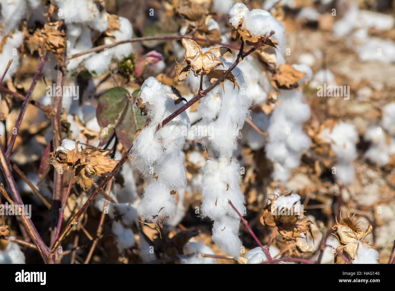 Cotton Plant Ready to Harvest Stock Photo - Alamy