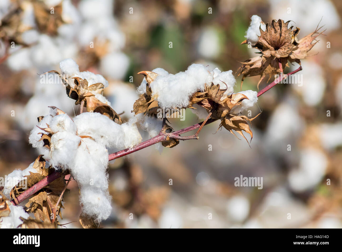 Cotton Plant Ready to Harvest Stock Photo - Alamy
