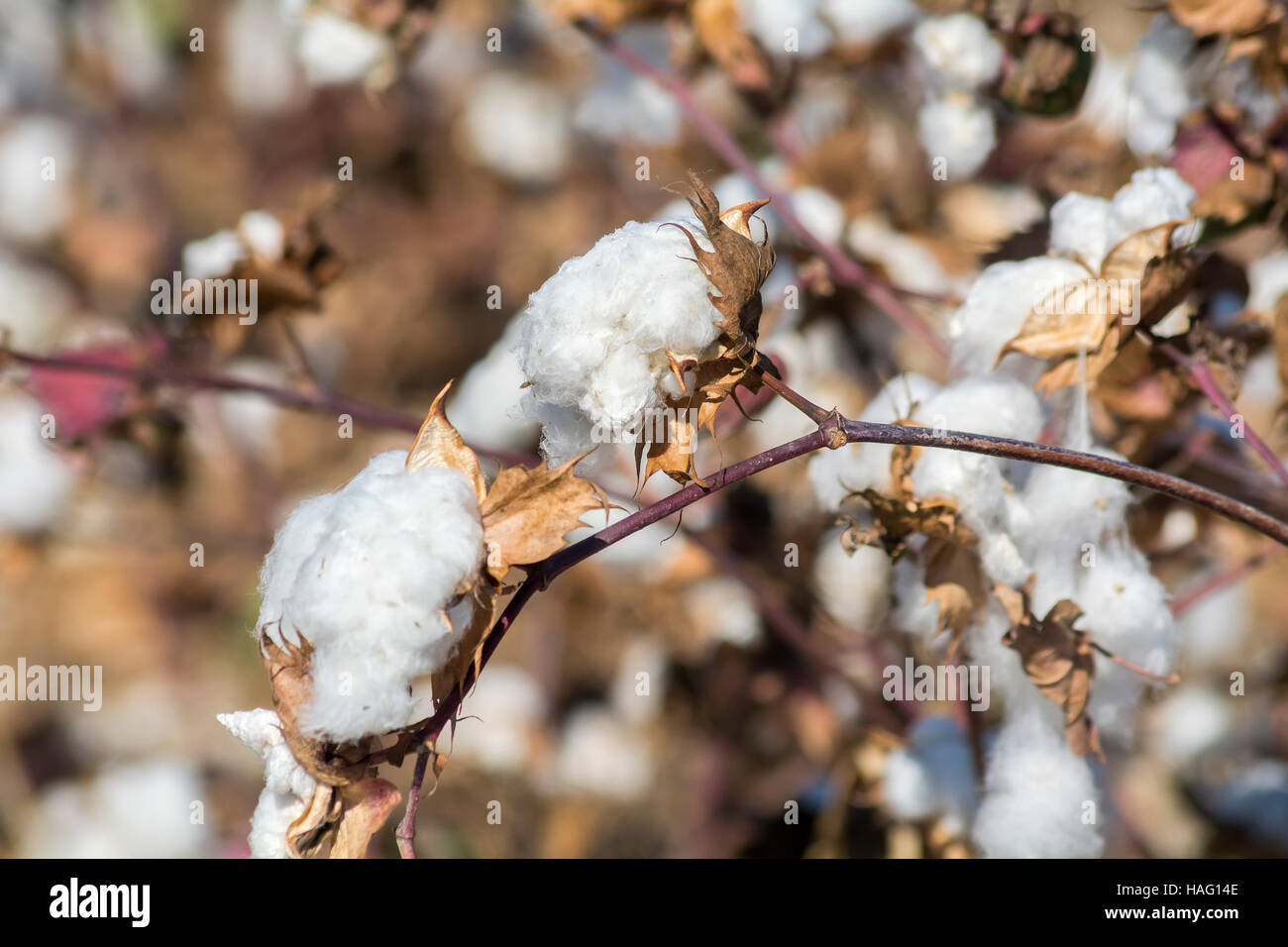 Cotton Plant Ready to Harvest Stock Photo - Alamy