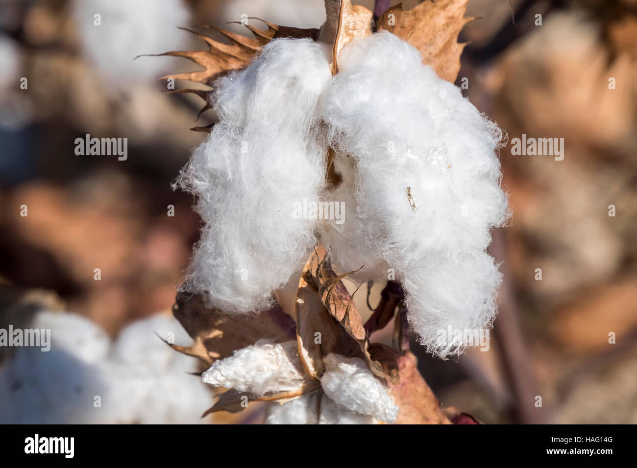Cotton Plant Ready to Harvest Stock Photo - Alamy