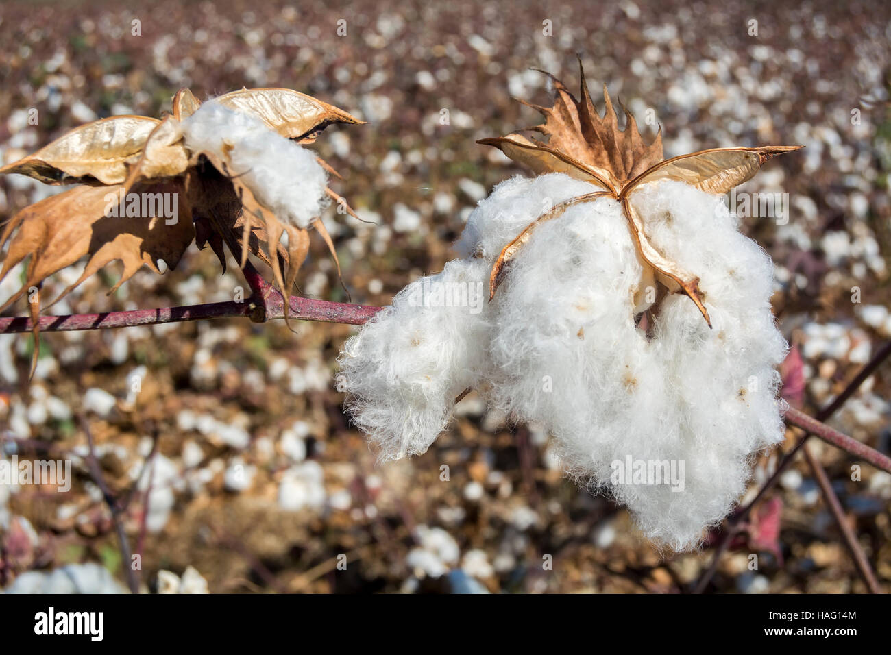 Cotton Plant Ready to Harvest Stock Photo - Alamy