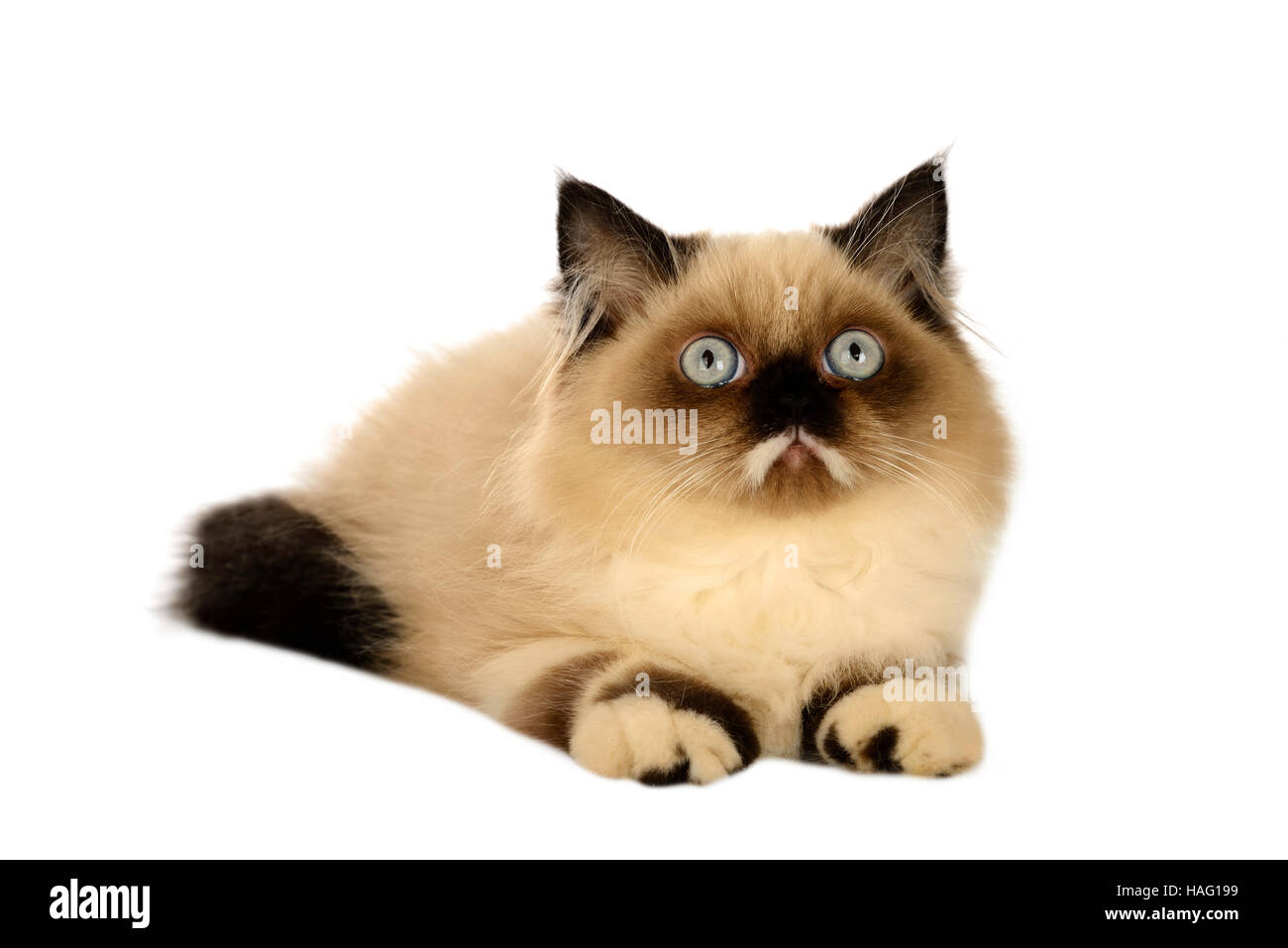 Seal point persian cat isolated over white background Stock Photo - Alamy