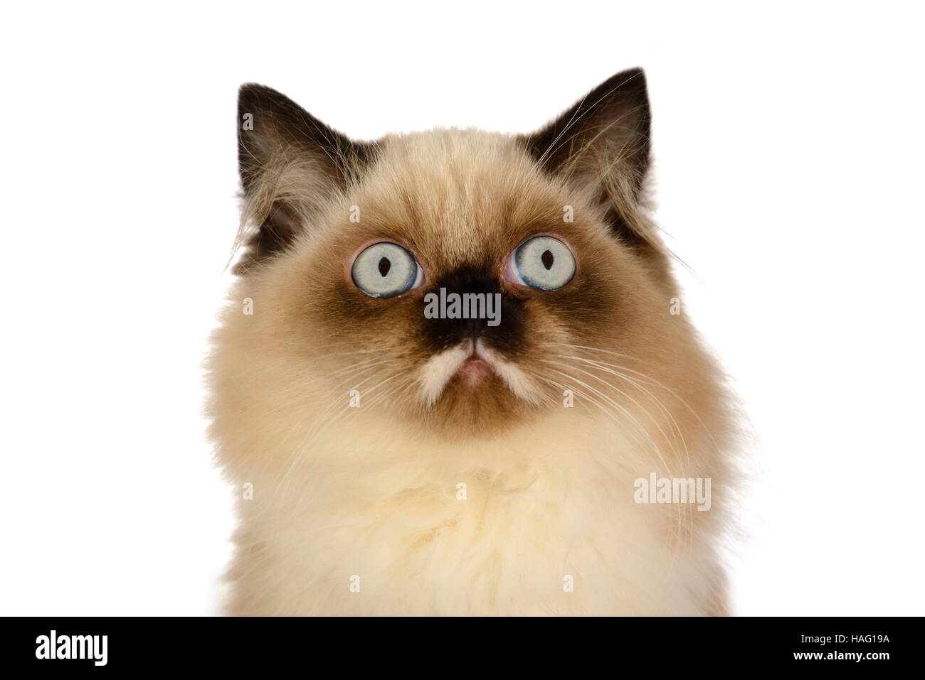 Seal point persian cat isolated over white background Stock Photo - Alamy