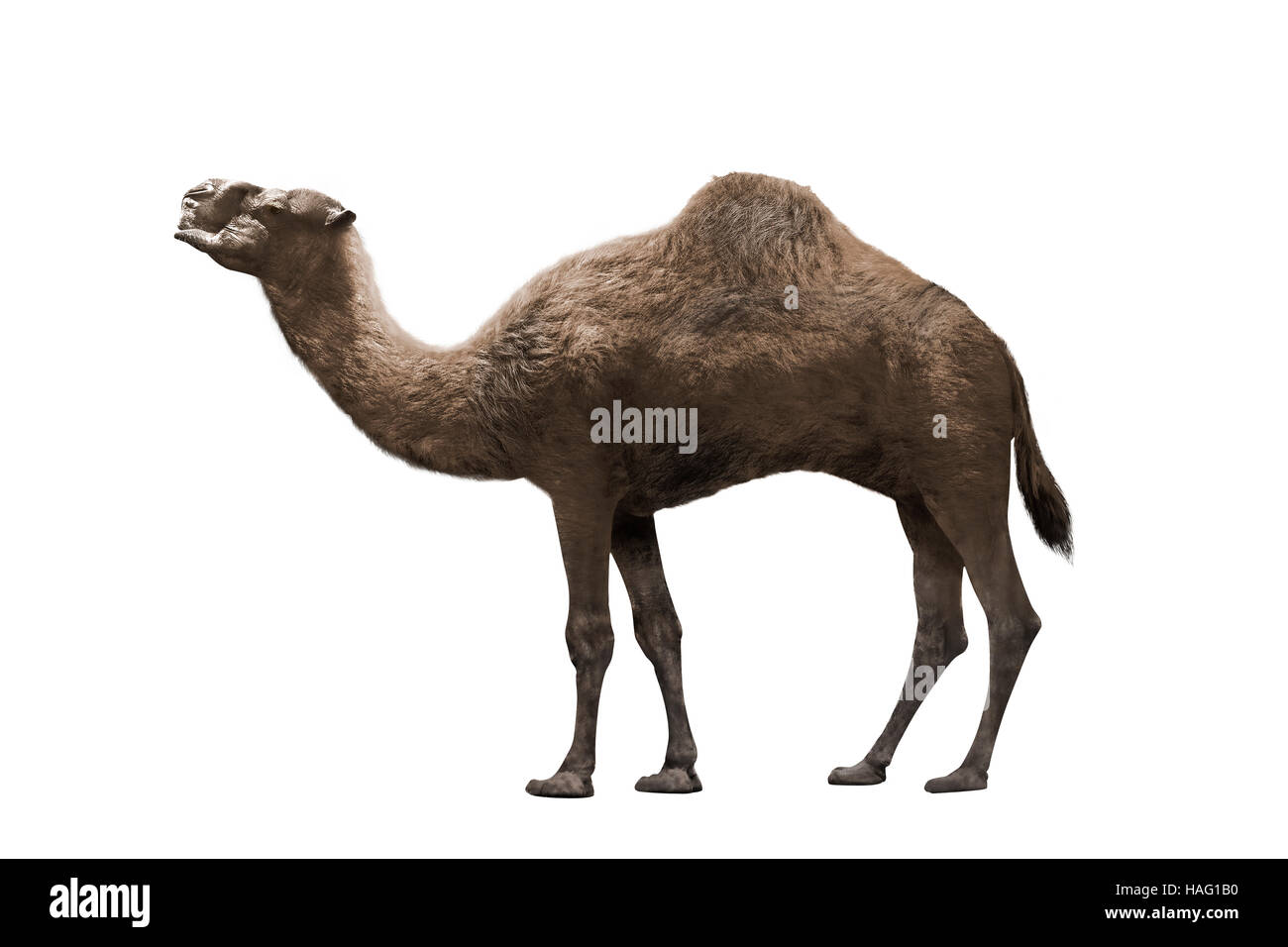 Camel Cut Out Stock Images & Pictures - Alamy