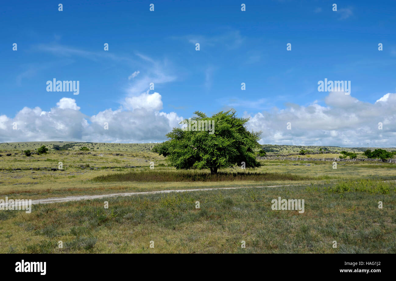 Sumba savanna hi-res stock photography and images - Alamy