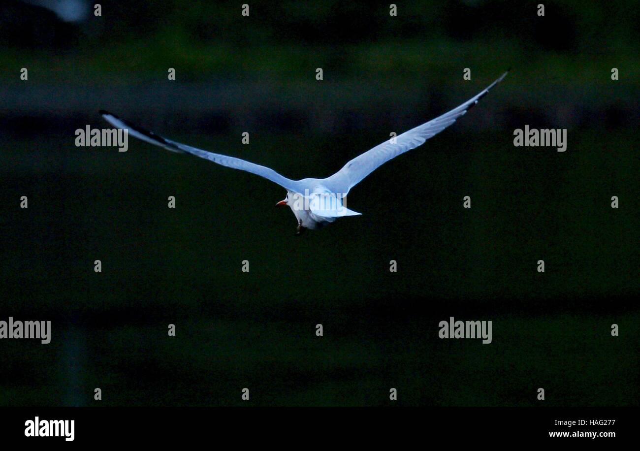 Free flying bird hi-res stock photography and images - Alamy