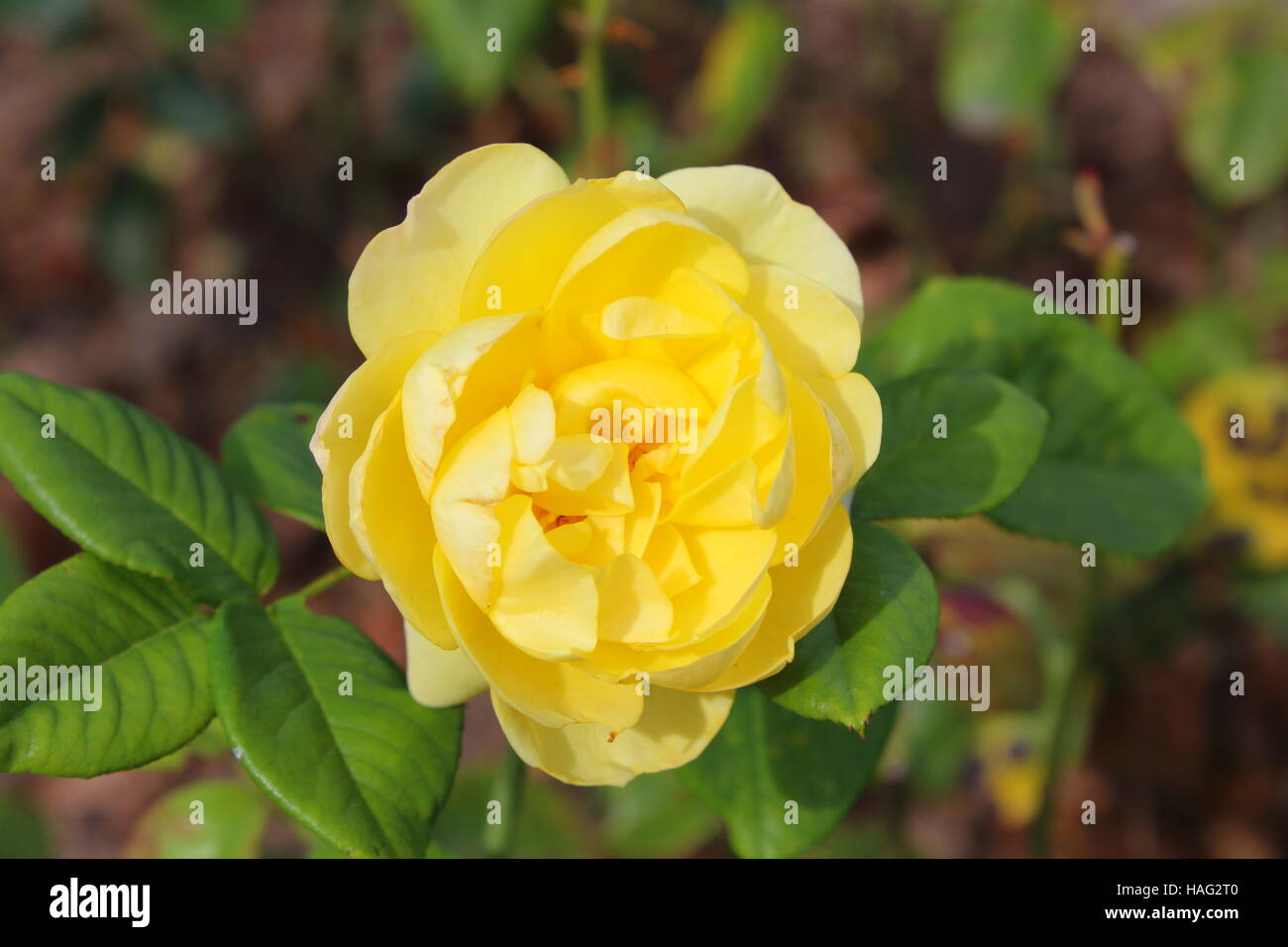 yellow rose flower Stock Photo - Alamy