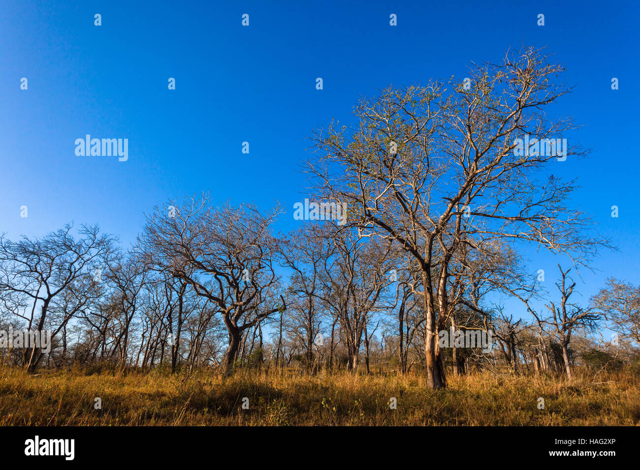 Dry trees on wilderness wildlife landscape against blue sky Stock Photo ...