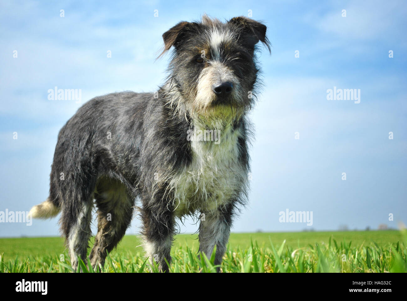 Outdoor alone stray puppy hi-res stock photography and images - Alamy