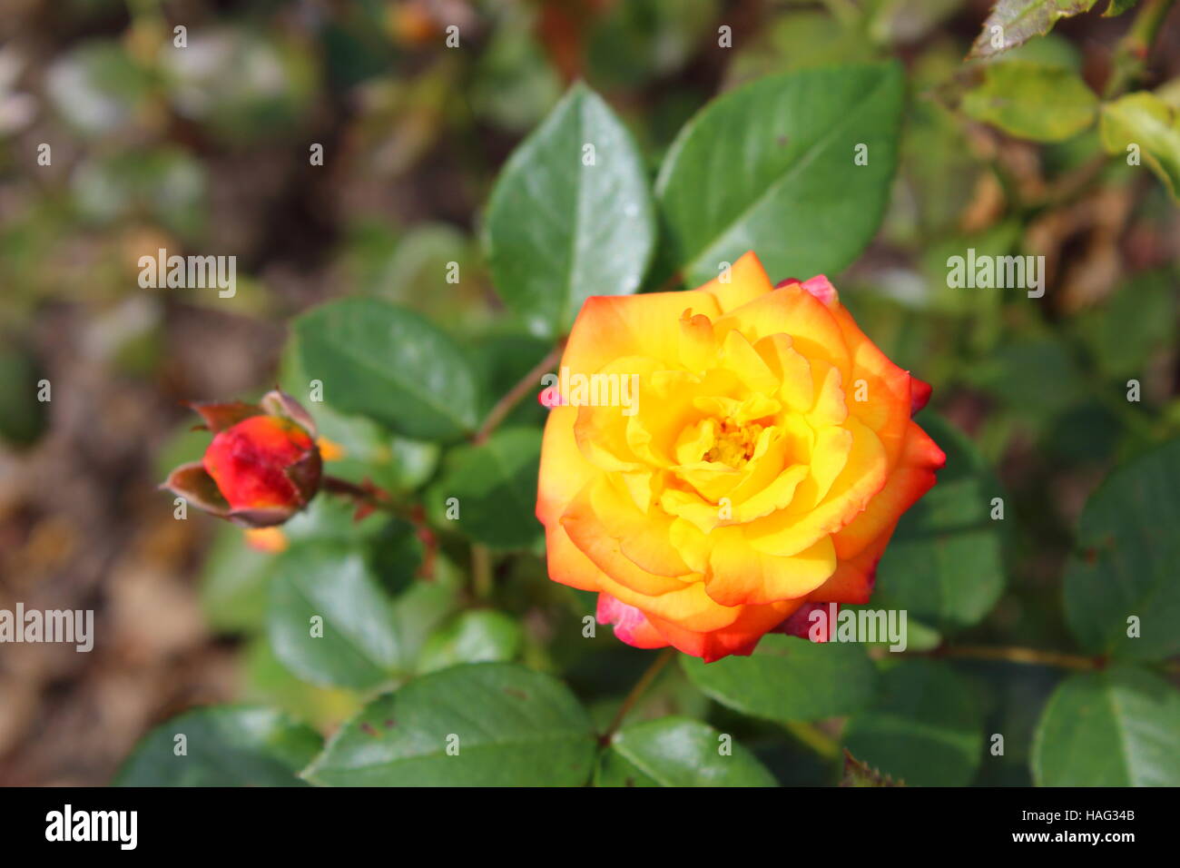 yellow rose flower Stock Photo - Alamy