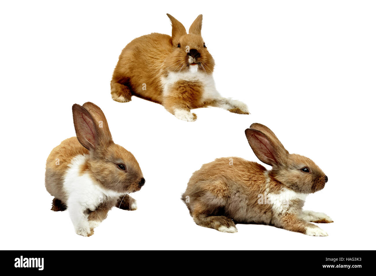 Set of rabbit image isolated over white background Stock Photo - Alamy