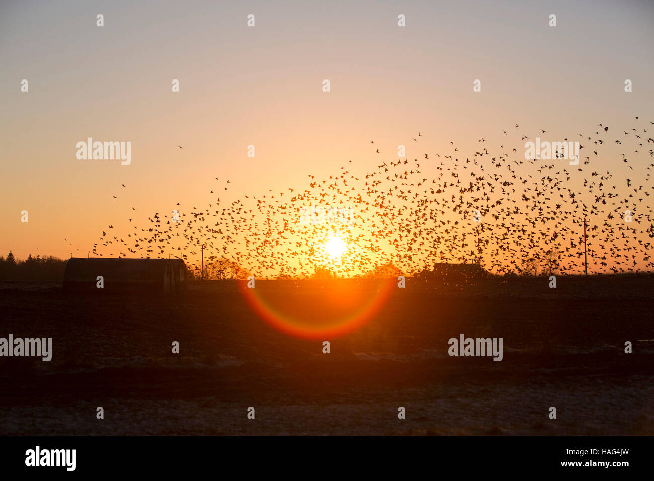 birds take flight over a farm in the early morning sunrise Stock Photo ...