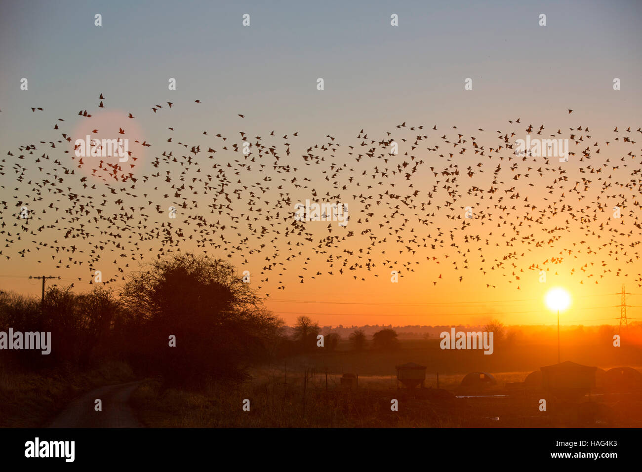 birds take flight over a farm in the early morning sunrise Stock Photo ...