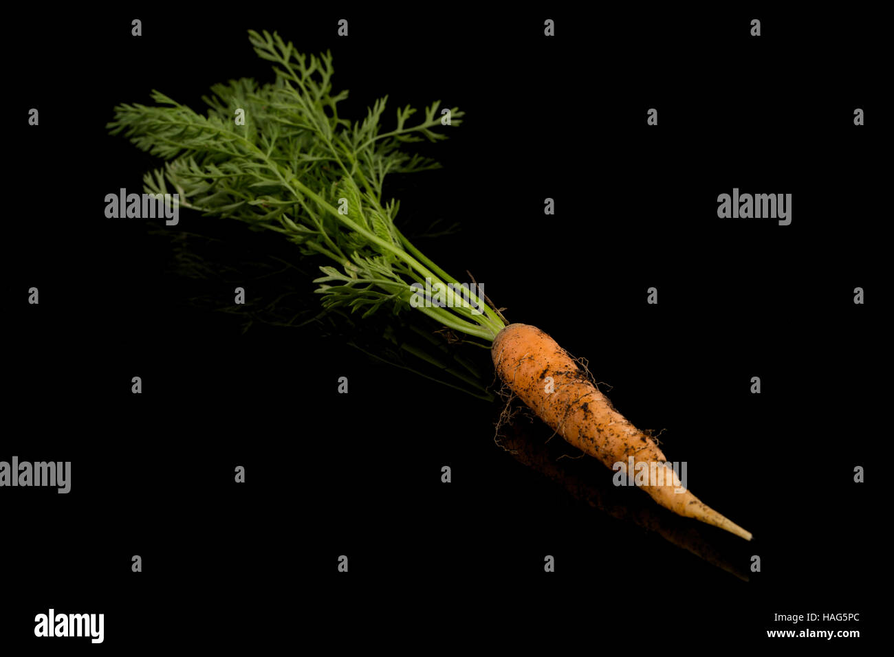freshly picked carrot isolated on black background with reflection ...