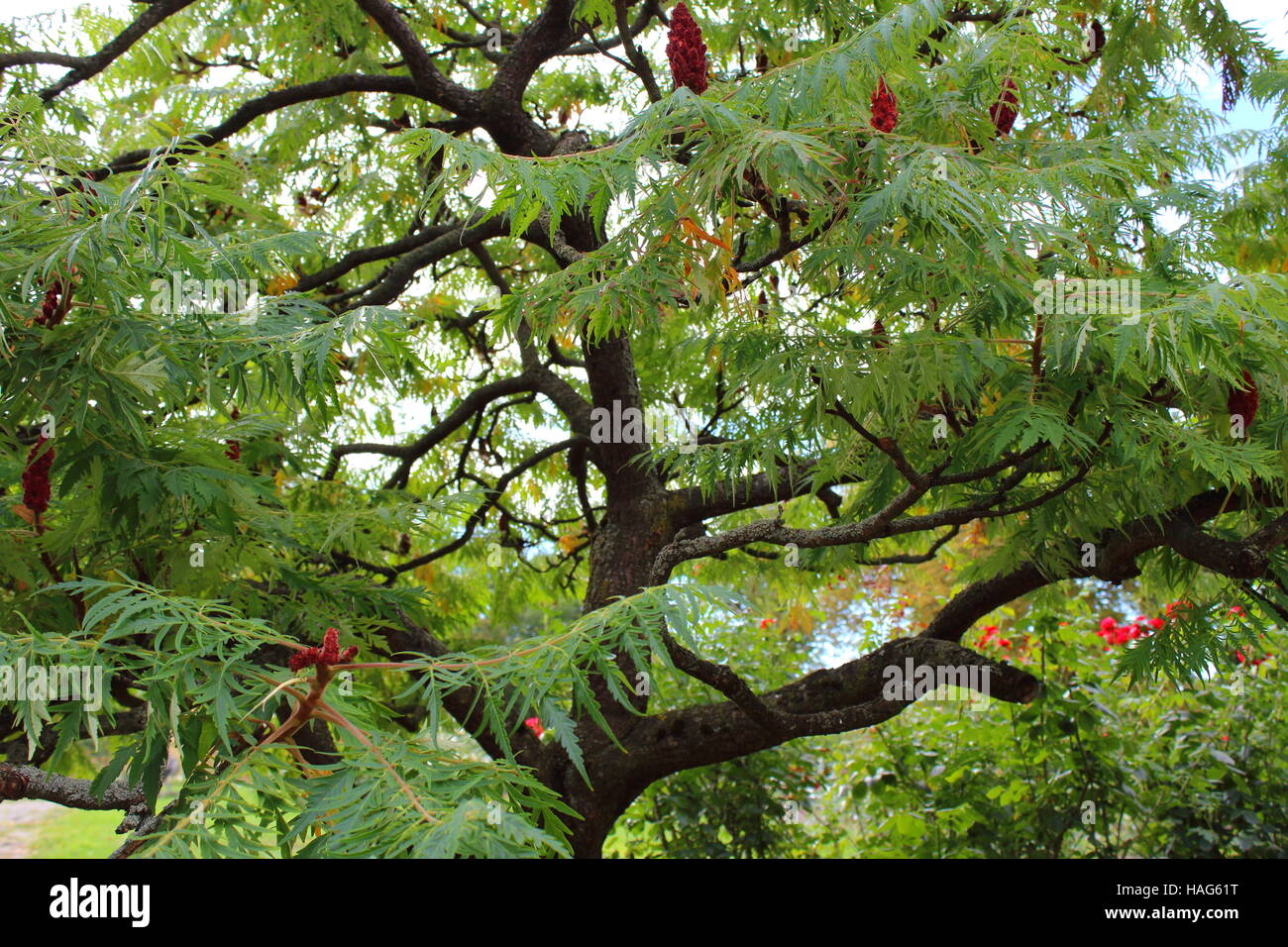Sumac tree hi-res stock photography and images - Alamy