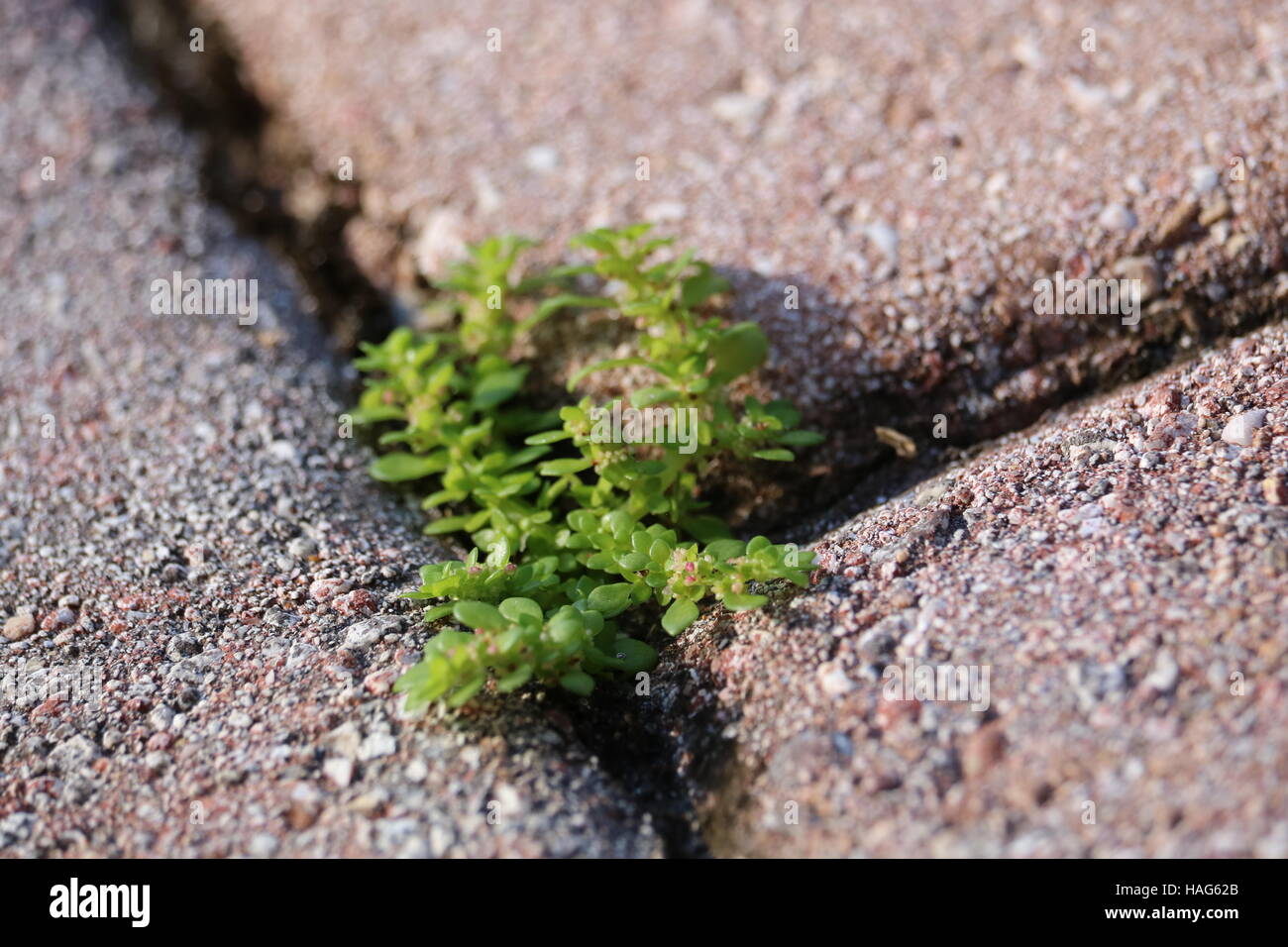 Small weed hi-res stock photography and images - Alamy