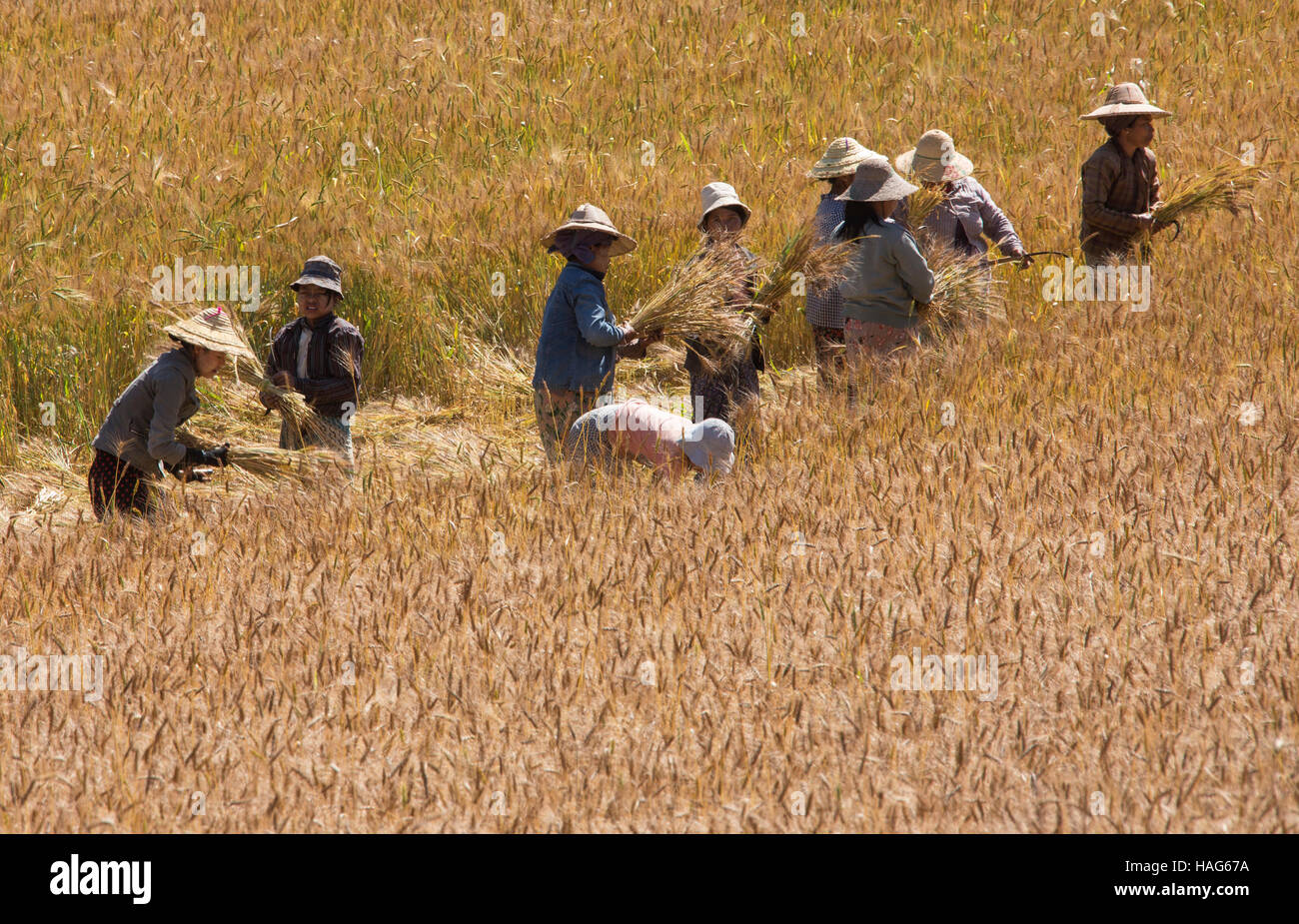 Burmese women harvesting a crop of wheat in the countryside near Kalaw ...