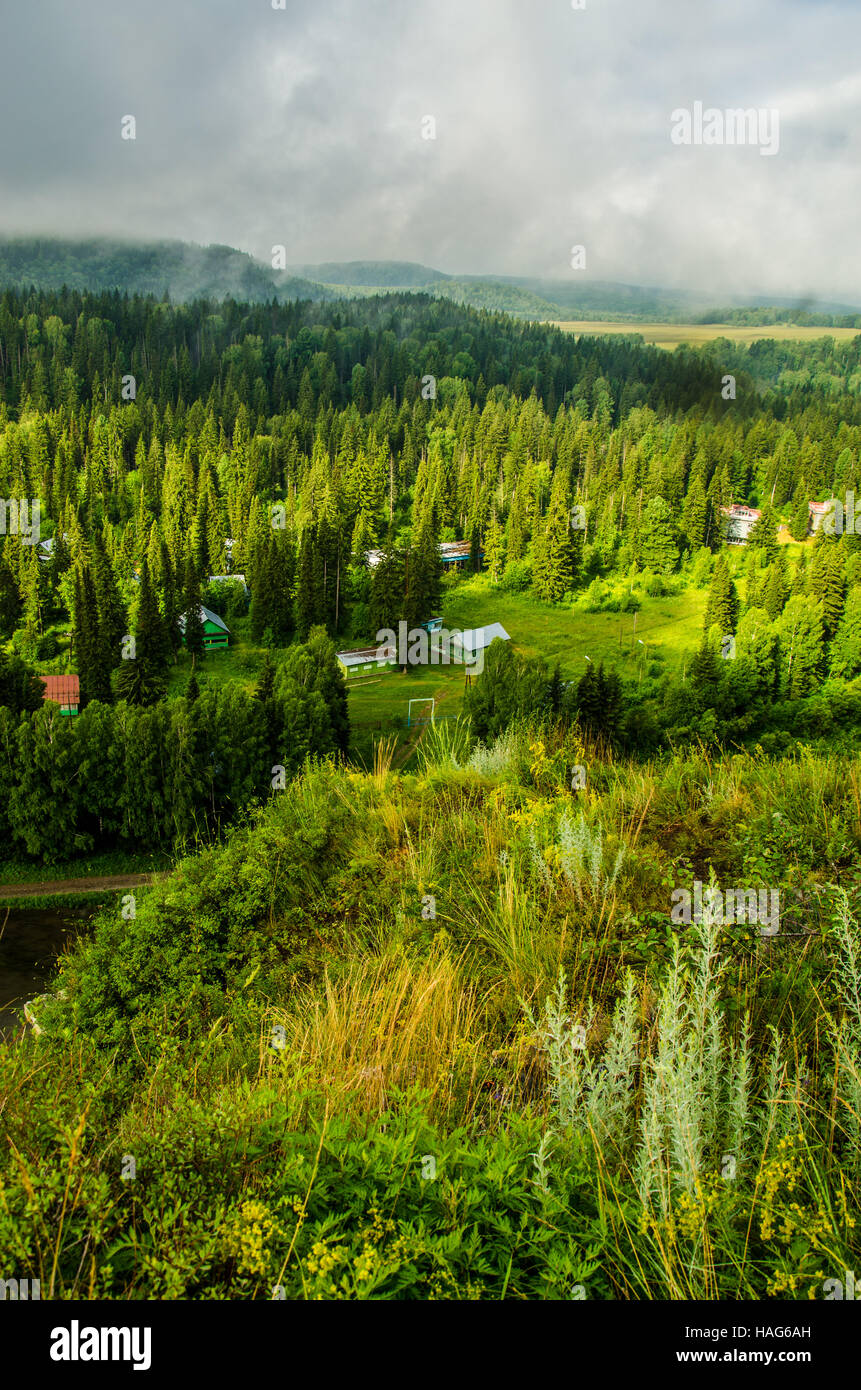 thick fog covered with thick coniferous forest. forest with a bird's ...