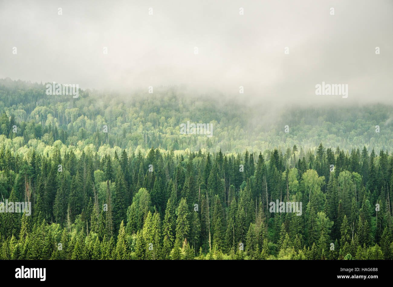 thick fog covered with thick coniferous forest. forest with a bird's ...