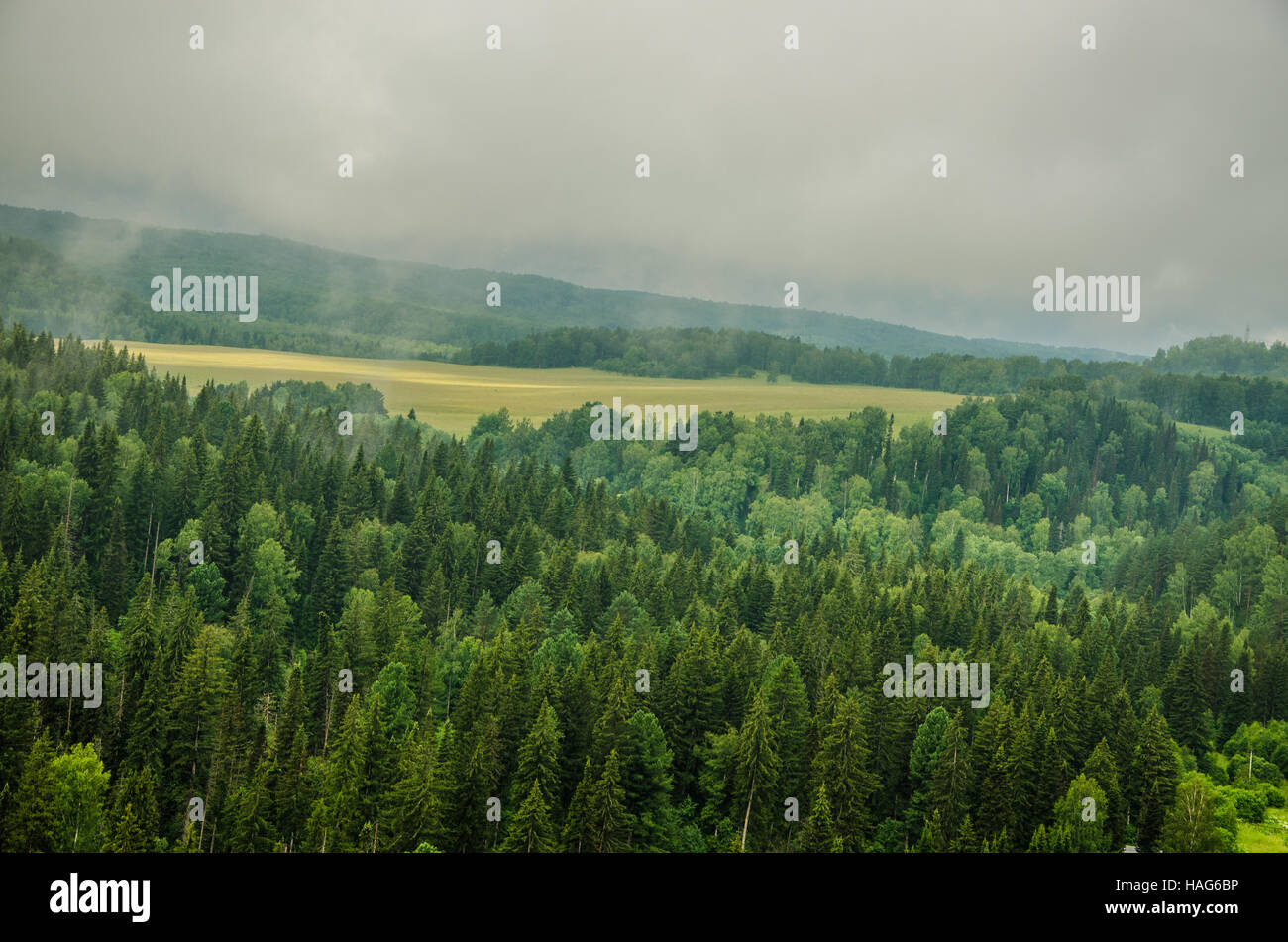 thick fog covered with thick coniferous forest. forest with a bird's ...