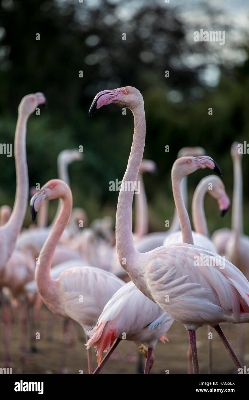Greater Flamingo at Slimbridge Stock Photo - Alamy