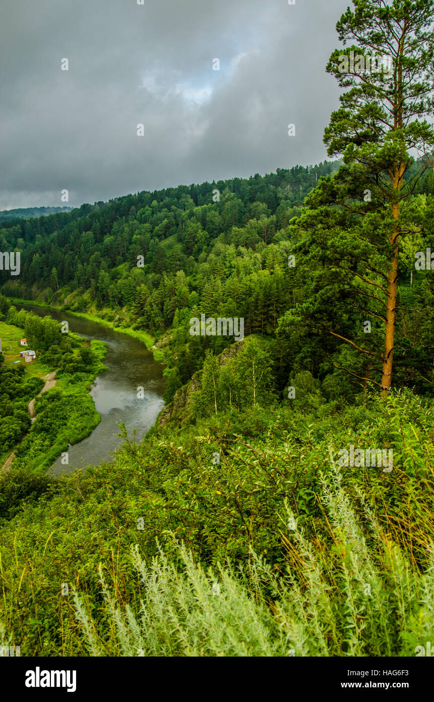 thick fog covered with thick coniferous forest. forest with a bird's ...